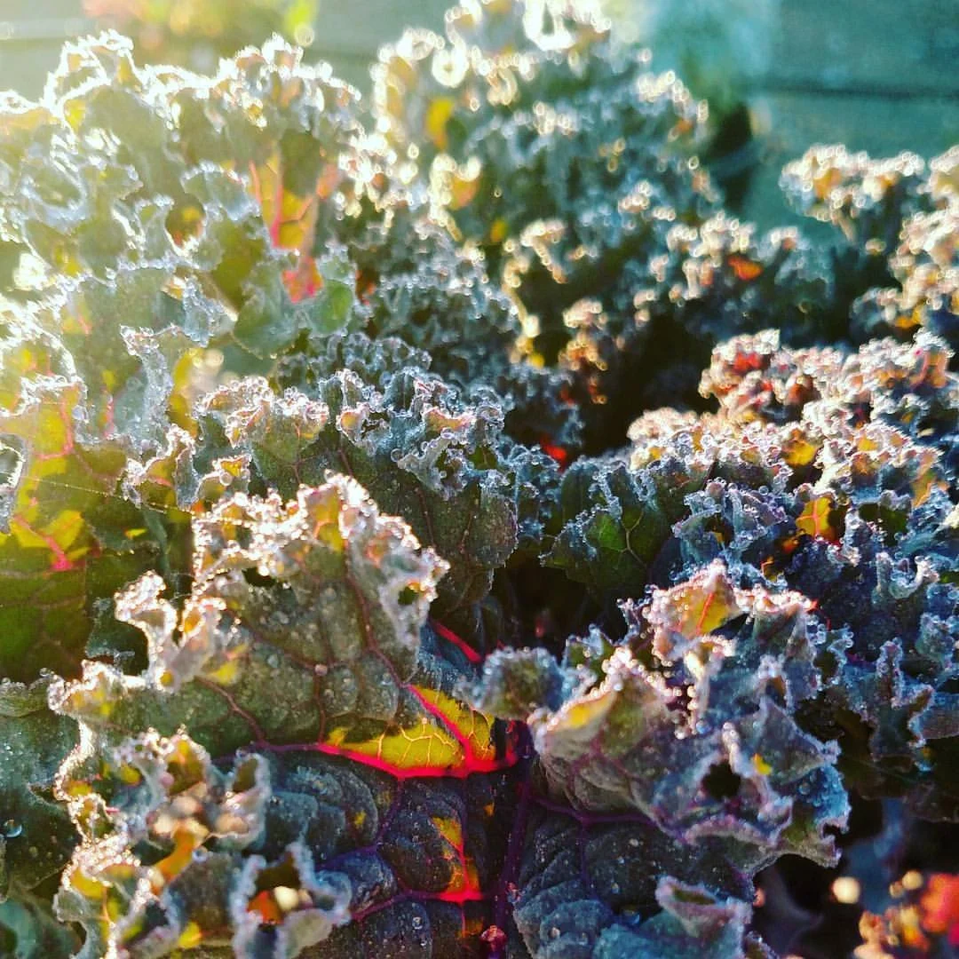 The Kult of Kale — From the Ground Up