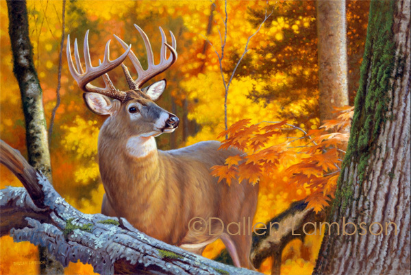 Shop — Dallen Lambson Wildlife Art
