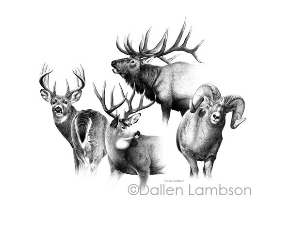Shop — Dallen Lambson Wildlife Art