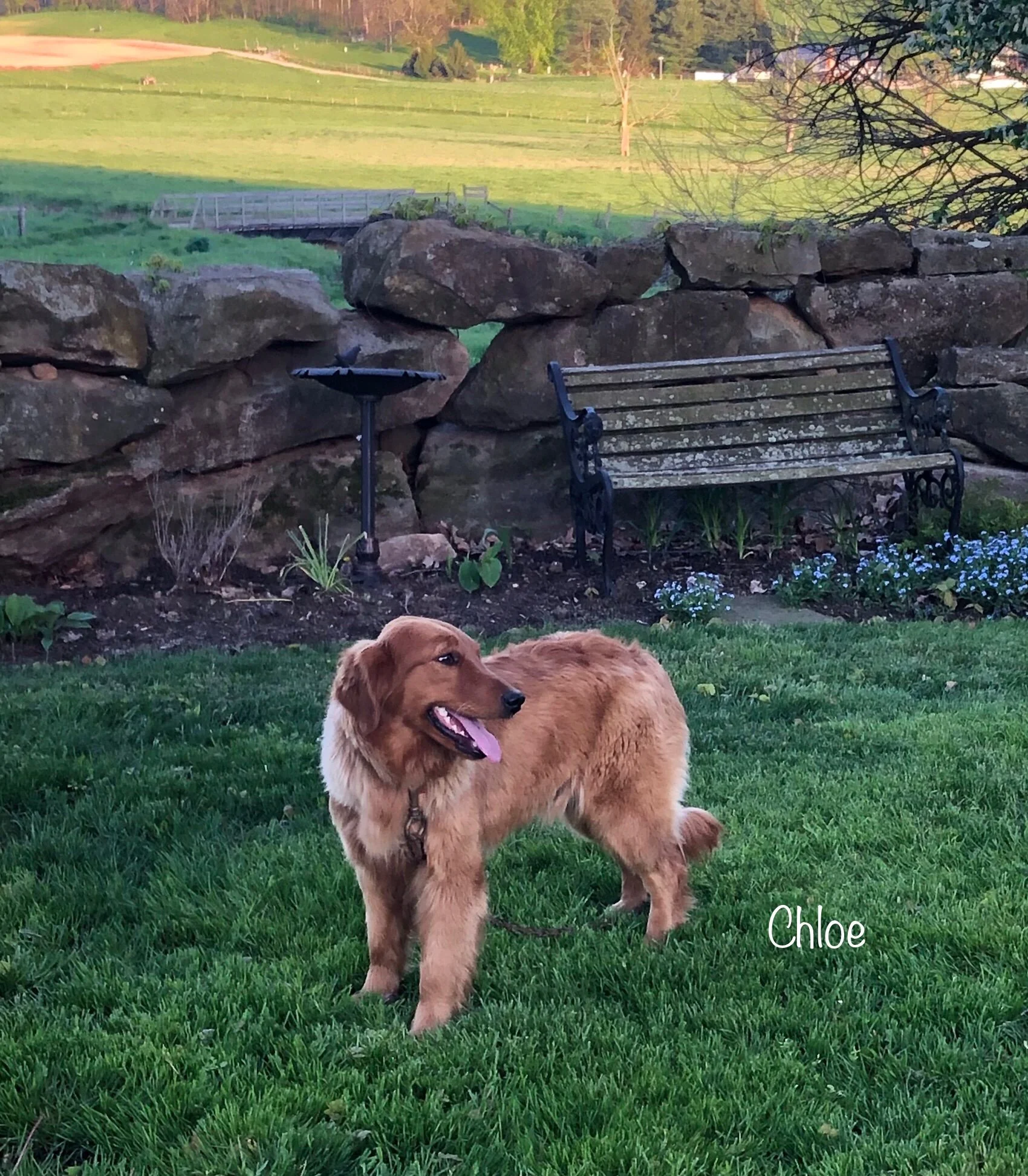 Troyer Farm Golden Retriever Puppies