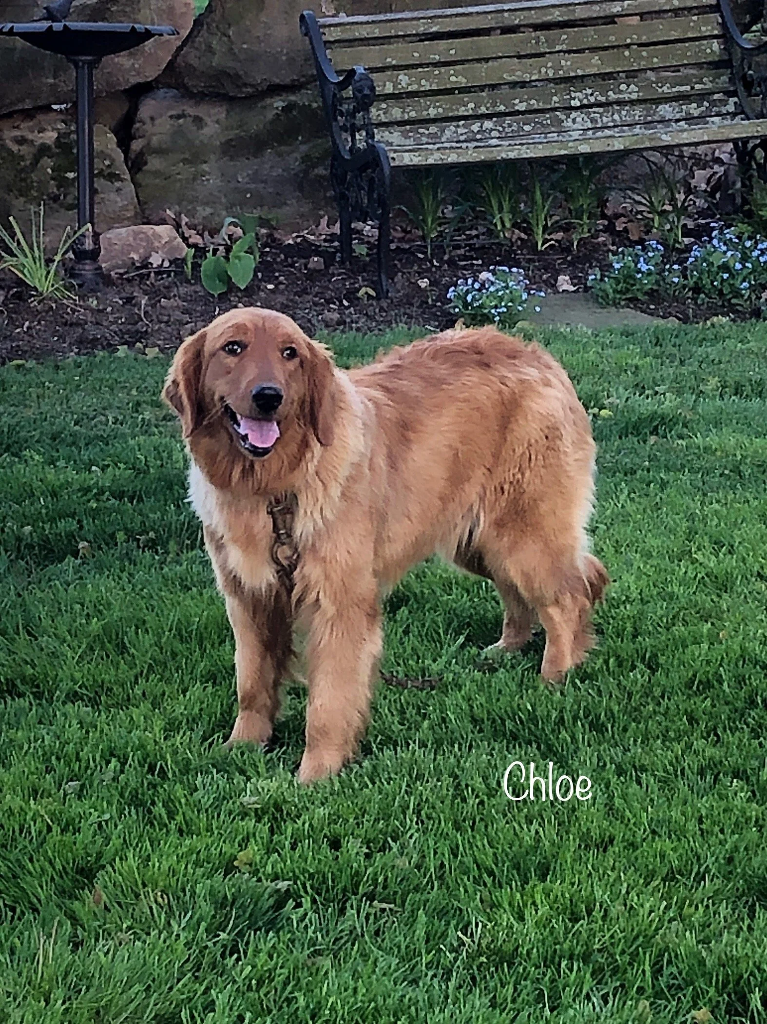 Troyer Farm Golden Retriever Puppies