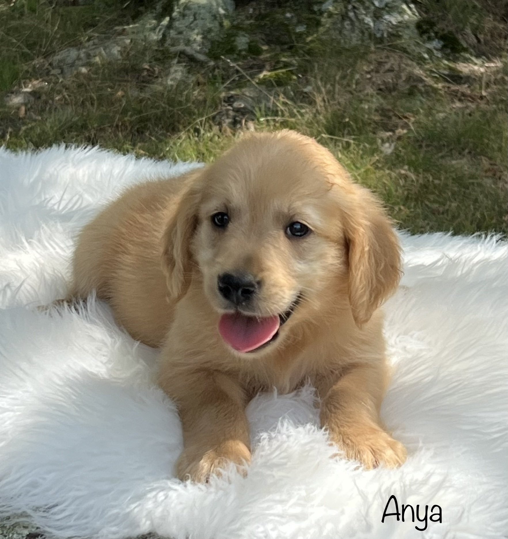 Forever Puppy Golden Retriever