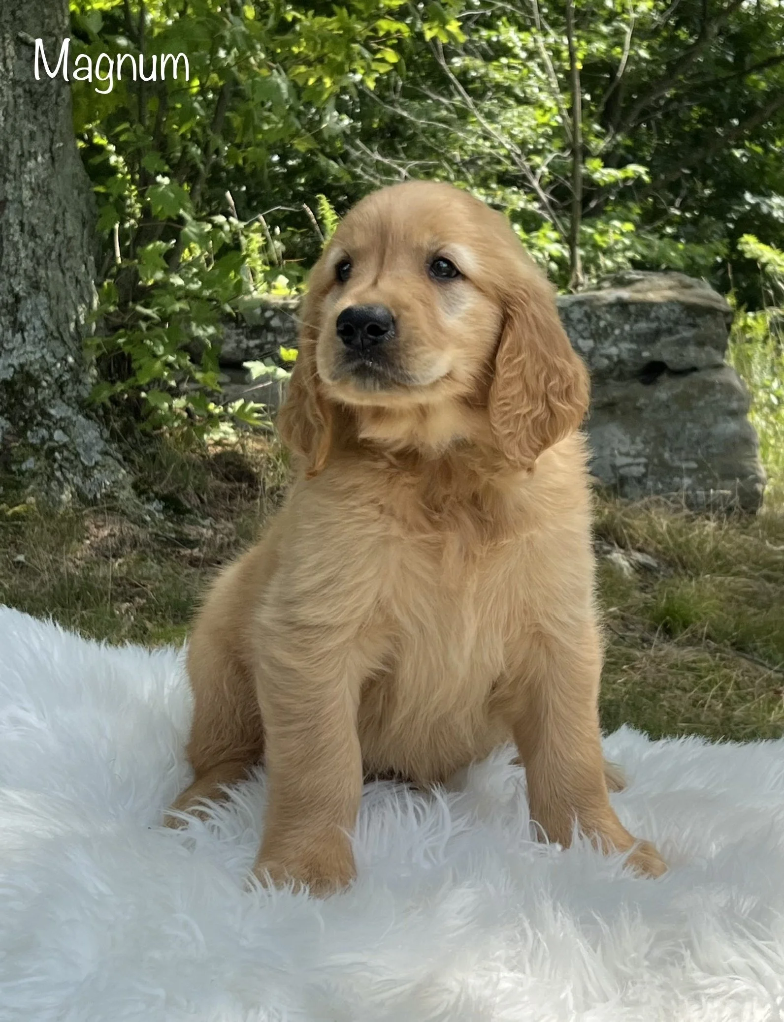 Cocker Spaniel Golden Retriever Puppy