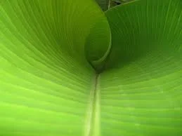 10 Surprising Benefits of Plantain Leaves for Skin, Hair and Health