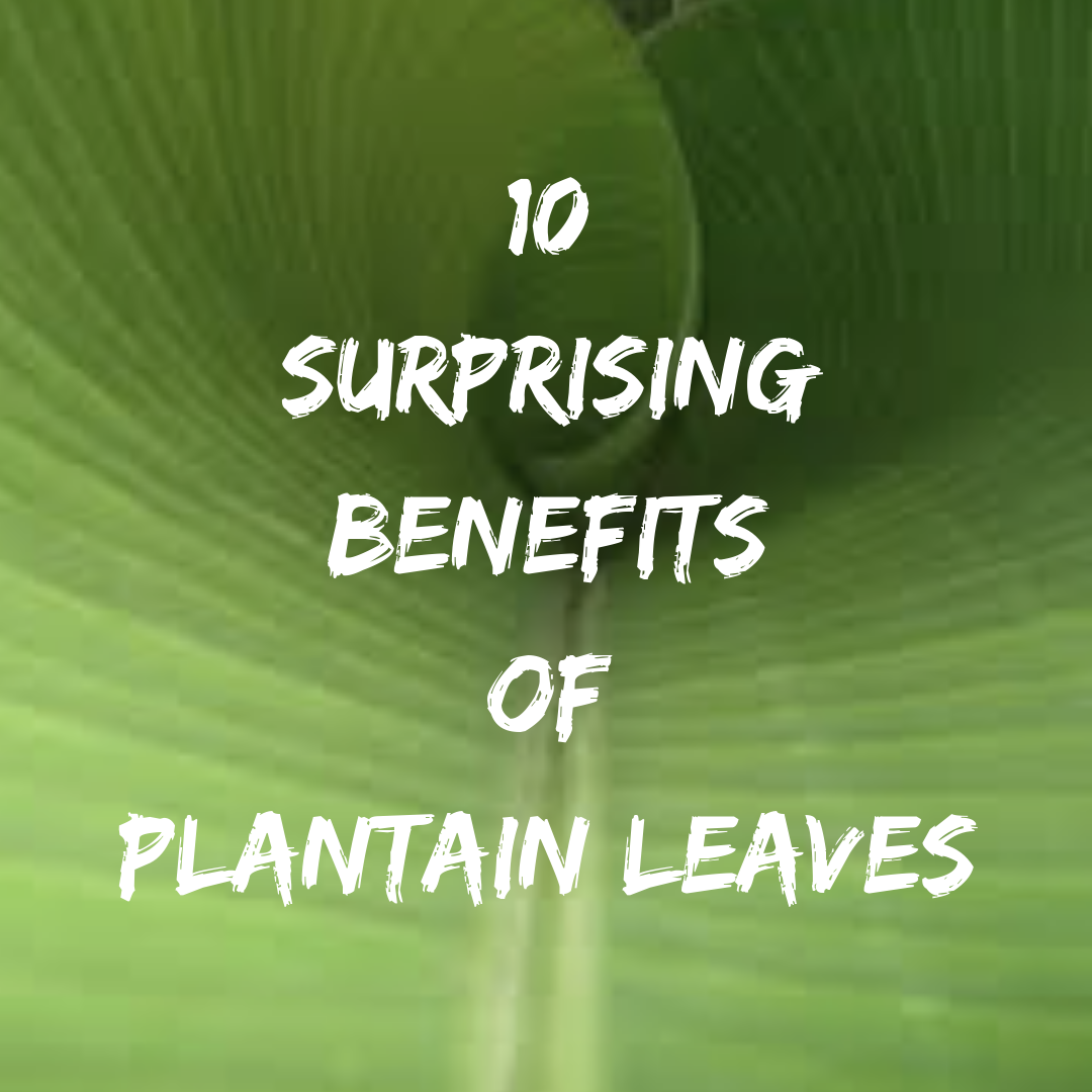 Plantain Plant Medicinal Uses