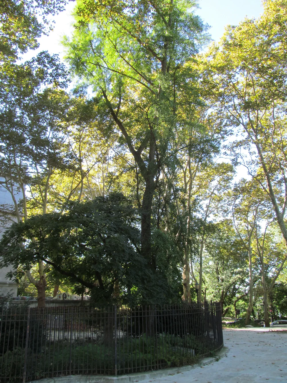 Firmly Planted — U.S. Grant Cottage National Historic Landmark