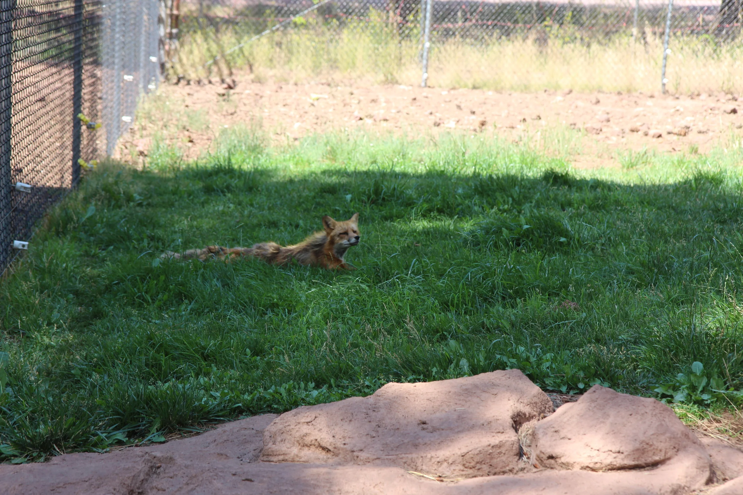 Bearizona Wildlife Park — Jaxon's Pursuit of Knowledge
