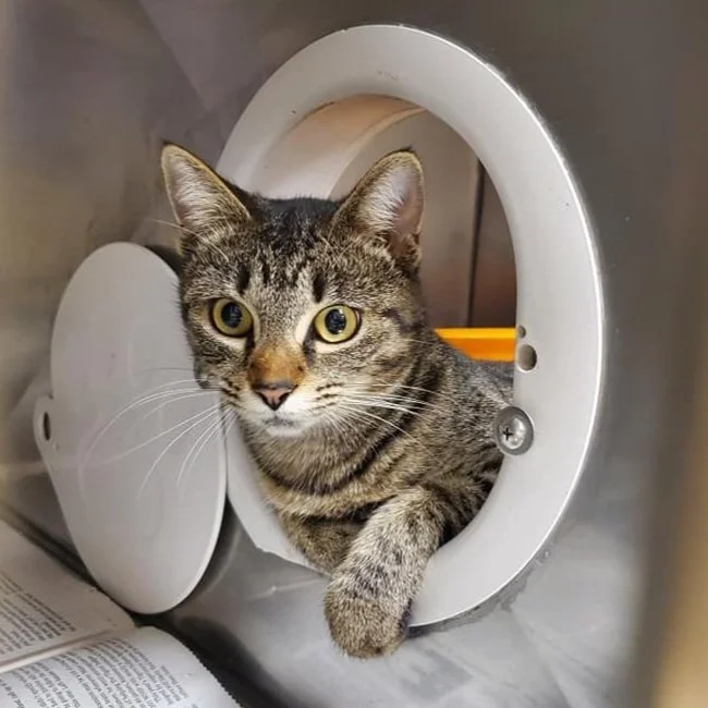 Friends of Detroit Animal Care and Control