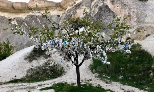 What IS That? A Wishing Tree — West(2)East