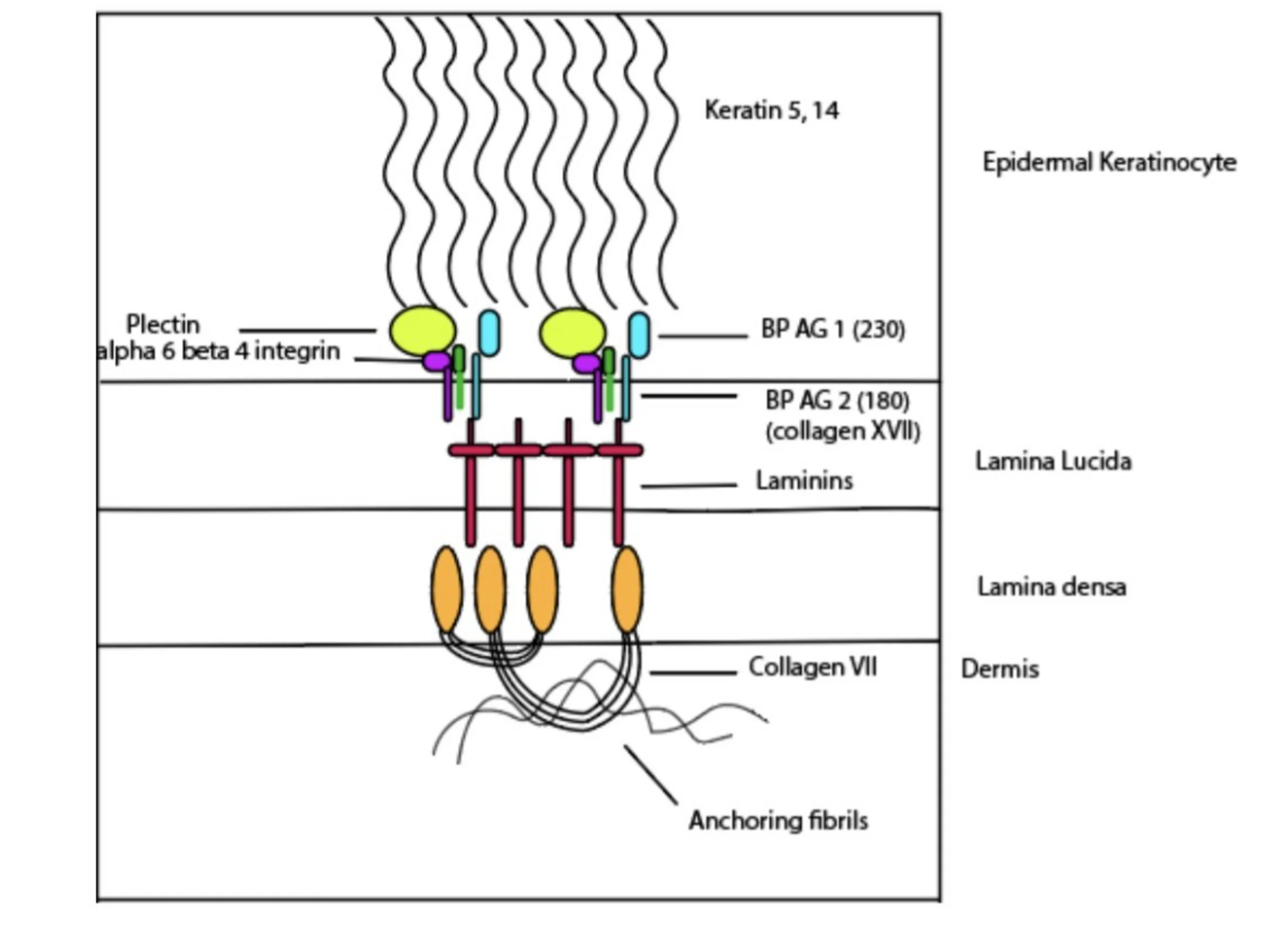 Autoimmune blistering disorders — IRISH DERM TUTOR