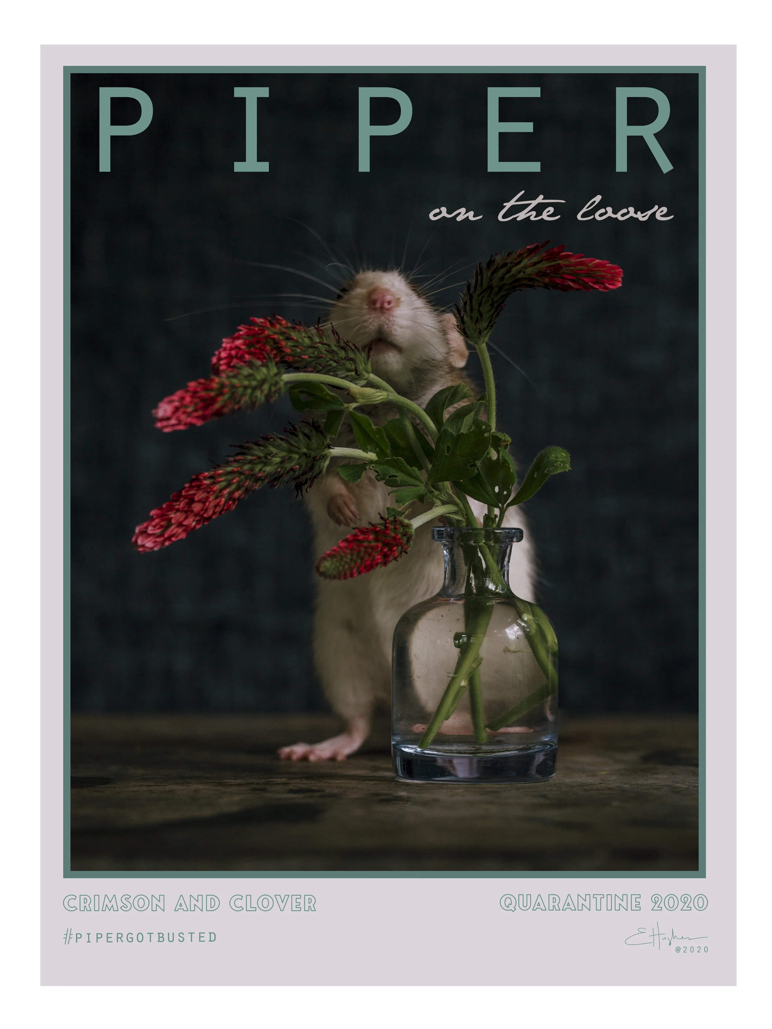 A search for beauty during Quarantine 2020. — Erin Hughes