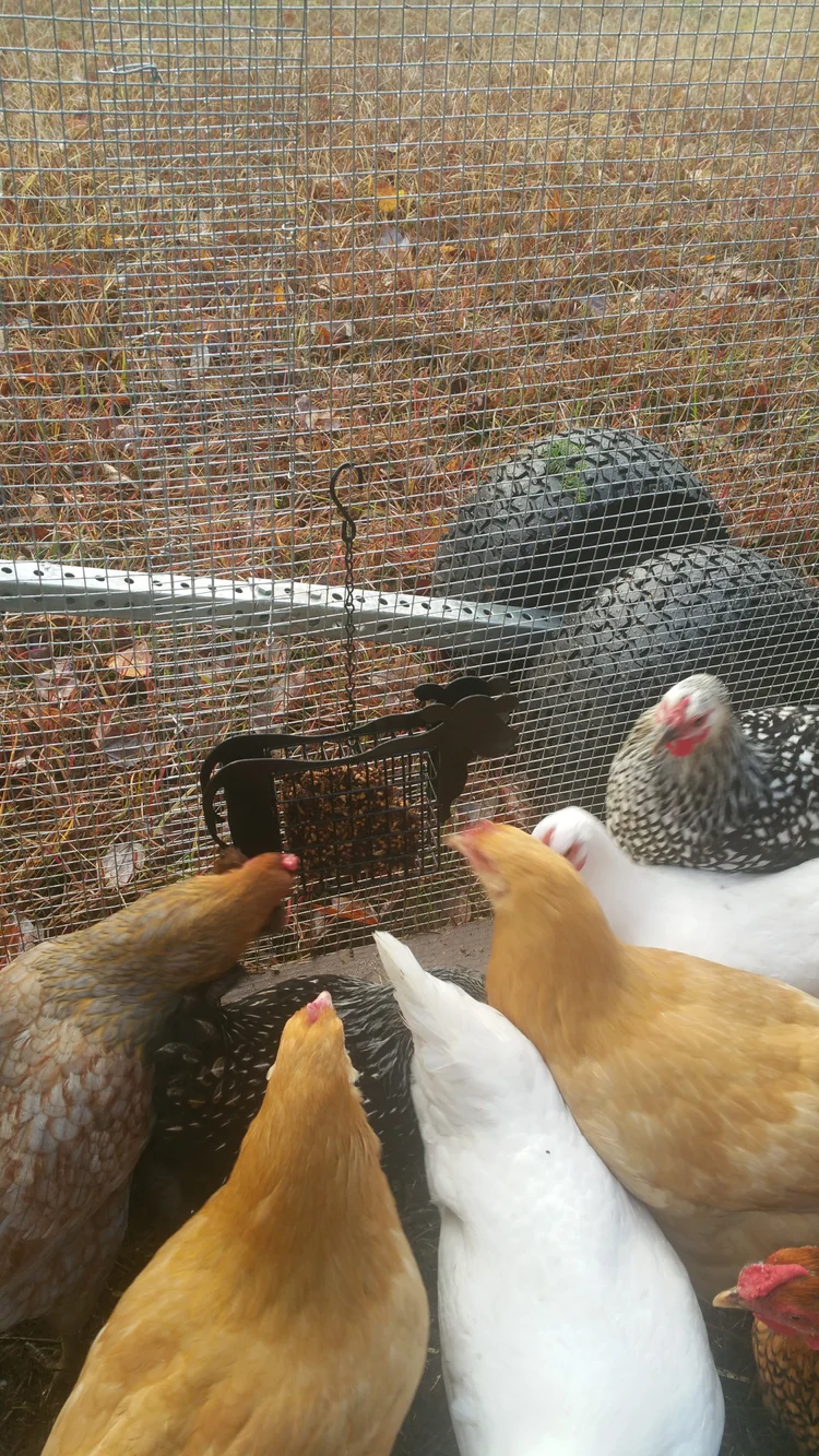 Chicken Treat Blocks — Gifts from Goats