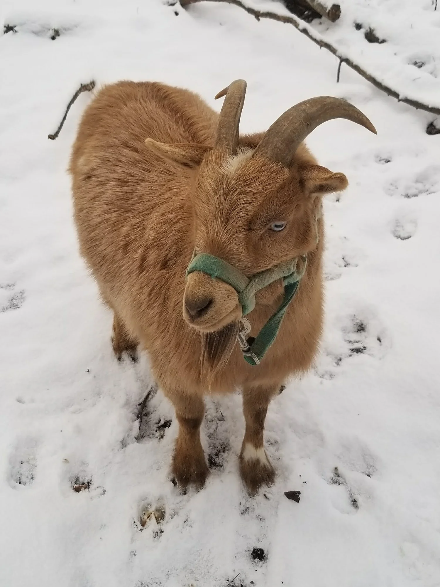 How to Buy a Goat — Gifts from Goats