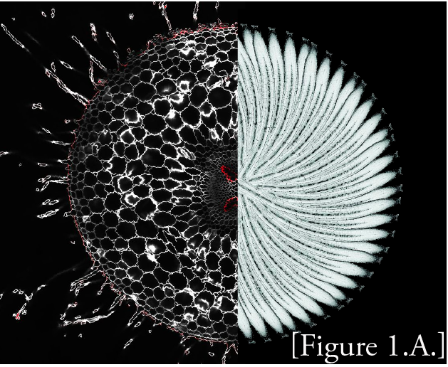 [Figure 1A]