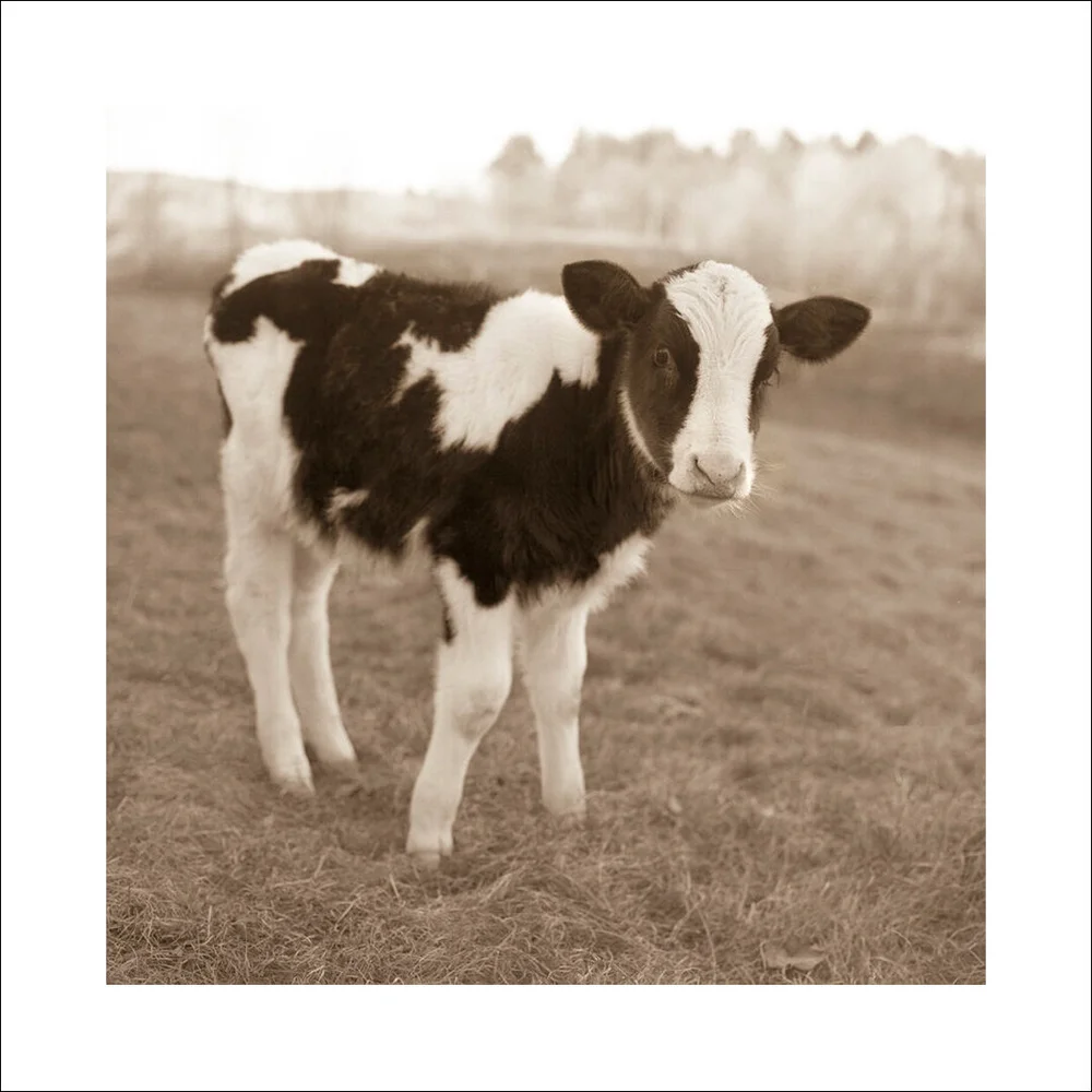 Holstein Friesian Calf