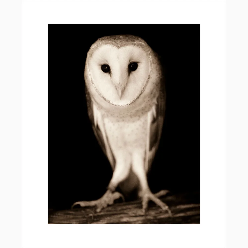 Black And White Barn Owl Photography