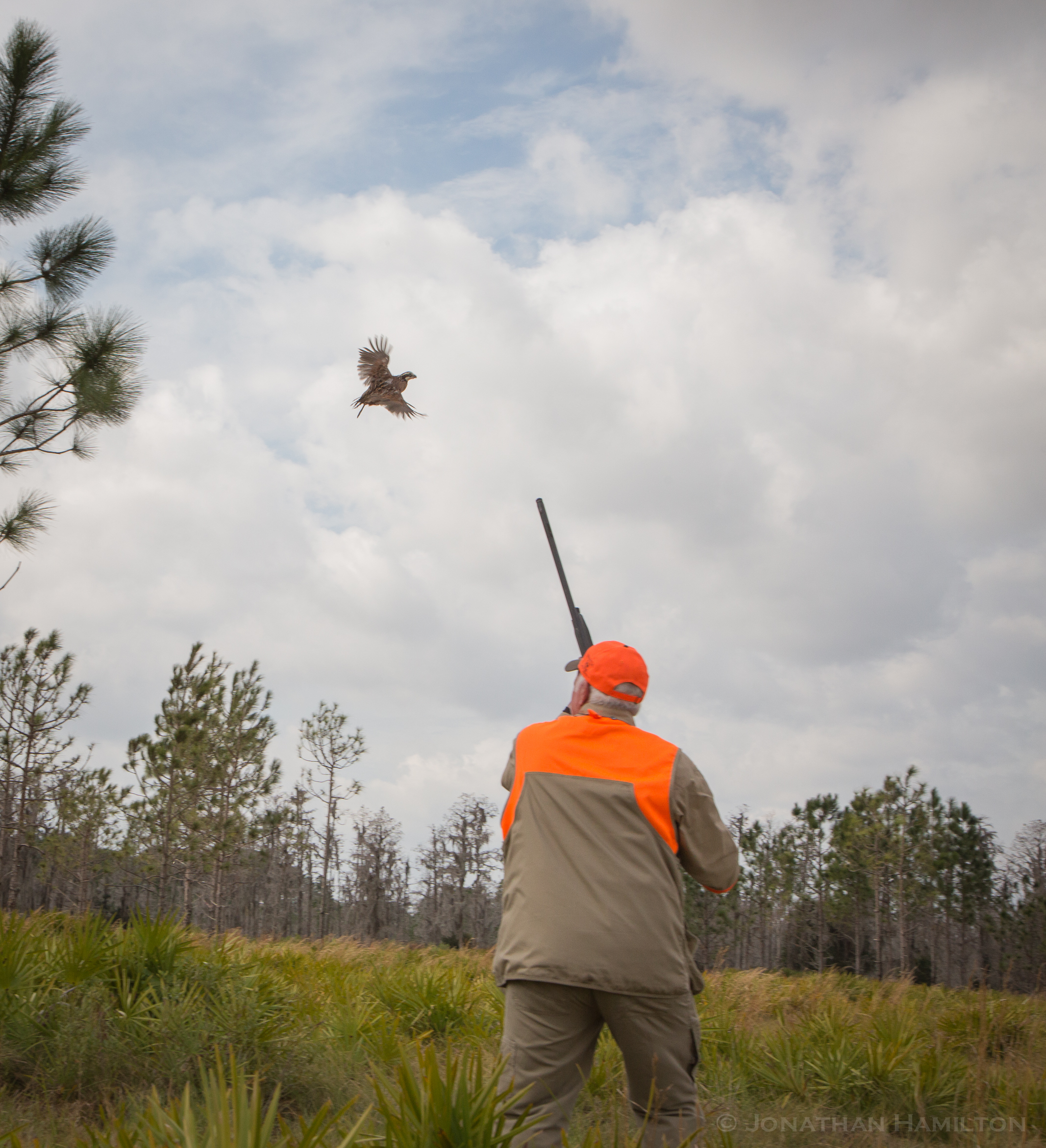 Florida Quail Hunting | Florida Pheasant Hunting | Three Pines Preserve