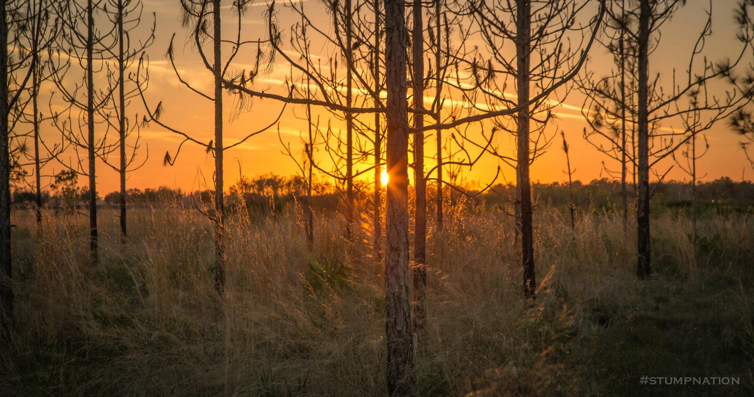 Florida Quail Hunting | Florida Pheasant Hunting | Three Pines Preserve