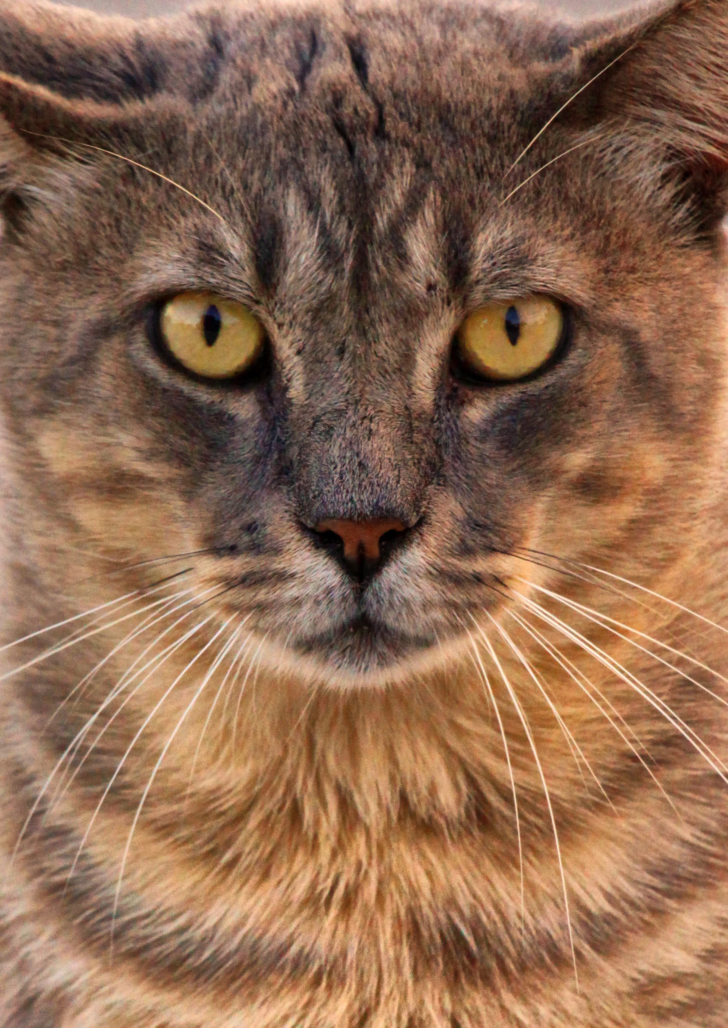 Animals - Photography — Barry Steven Greff Photography