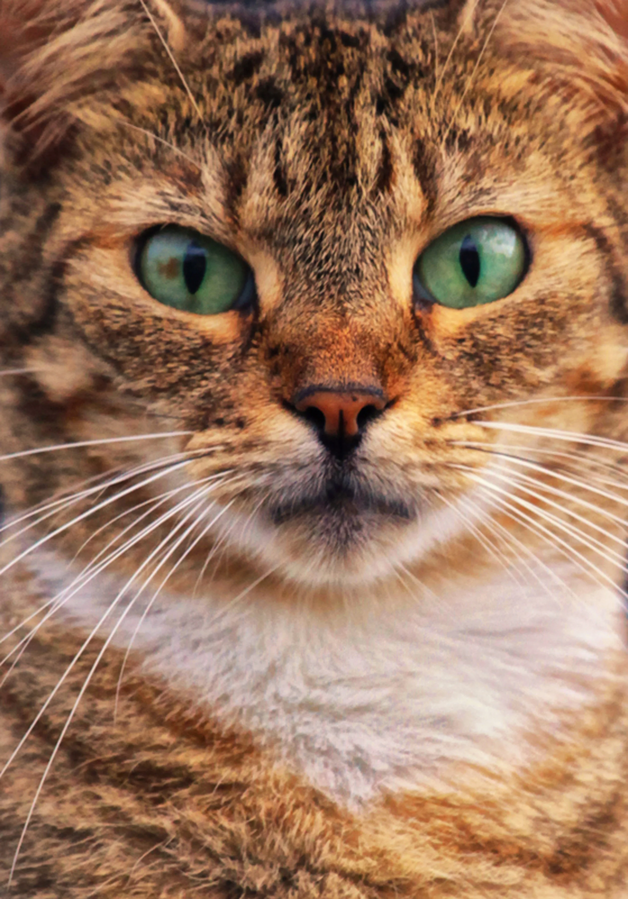 Animals - Photography — Barry Steven Greff Photography