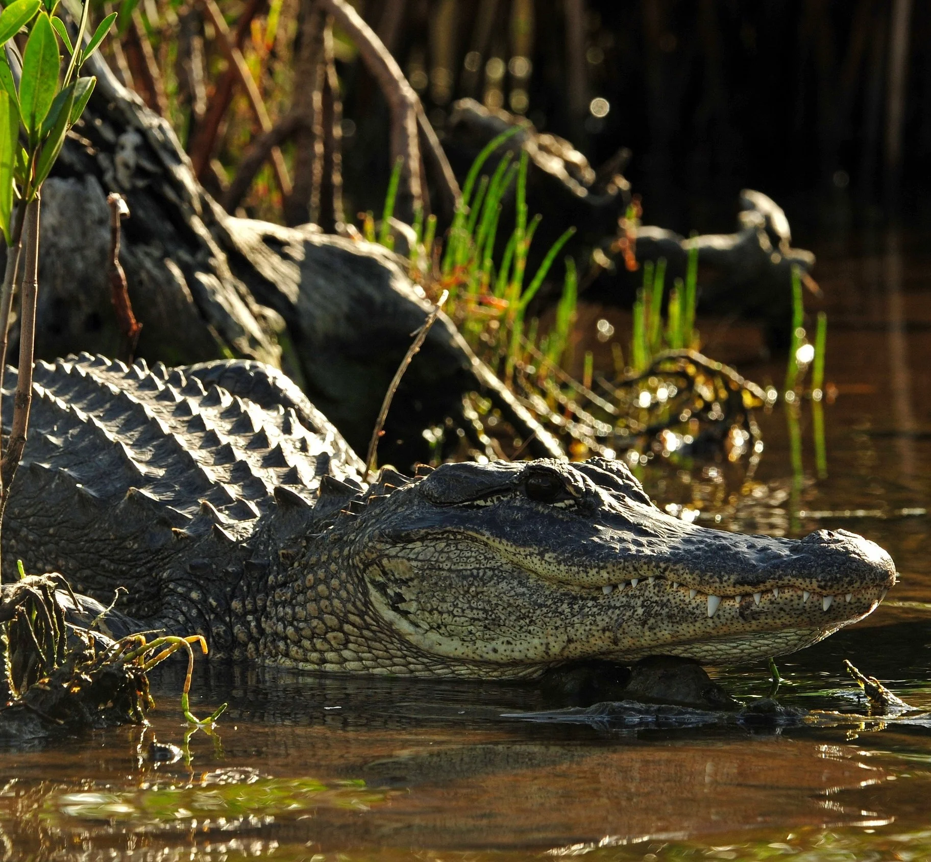 Gary Landon - Past Highlights