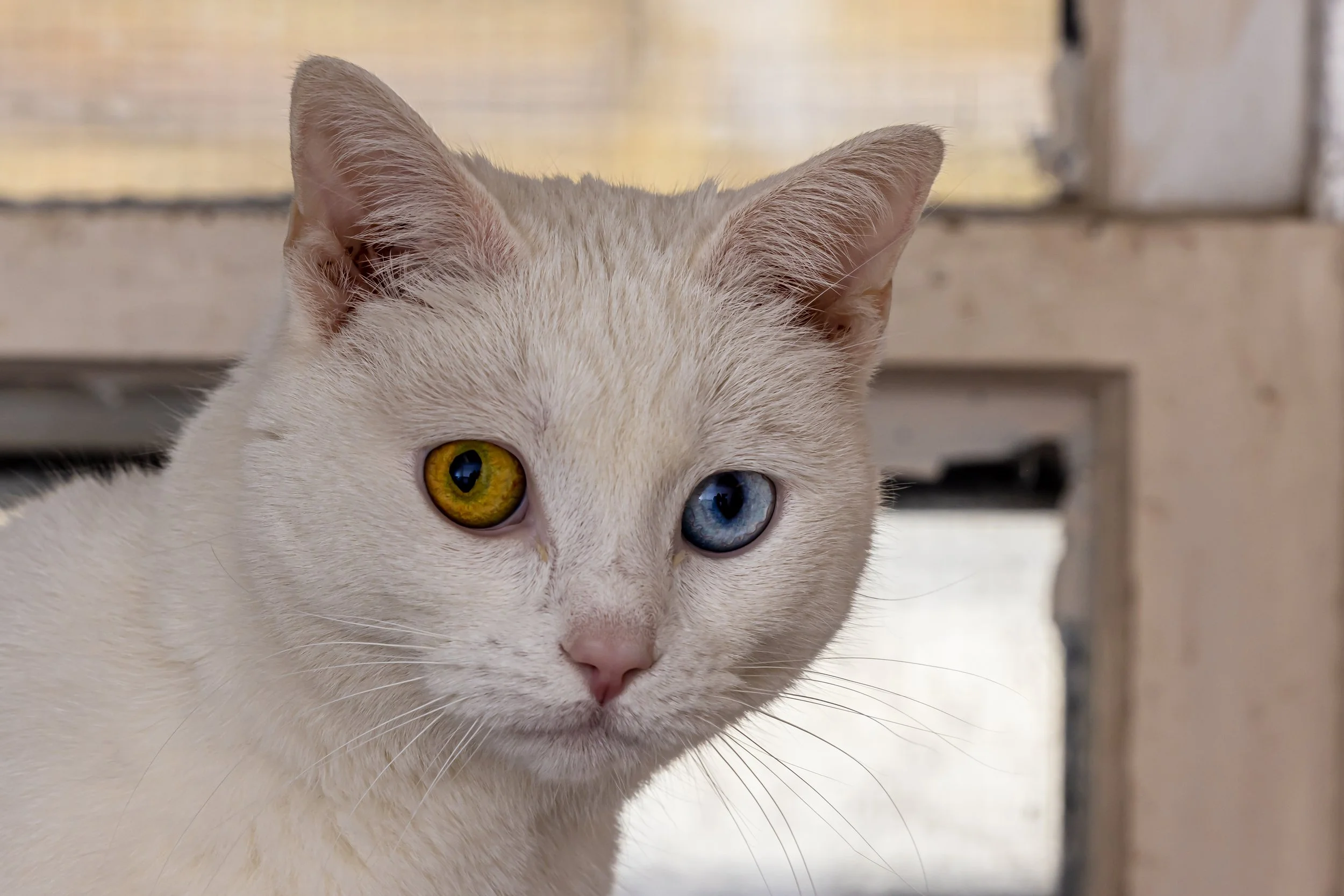 Fred Strobel Photography