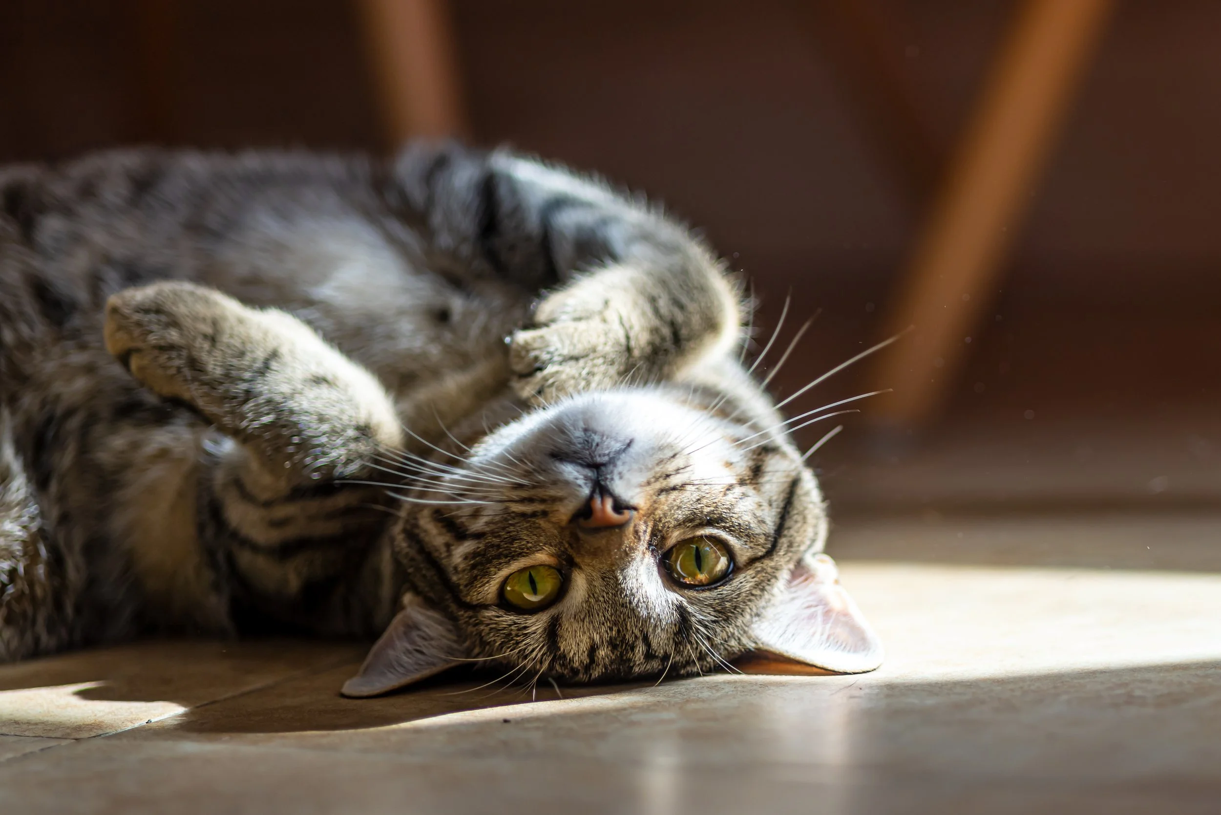 Fred Strobel Photography