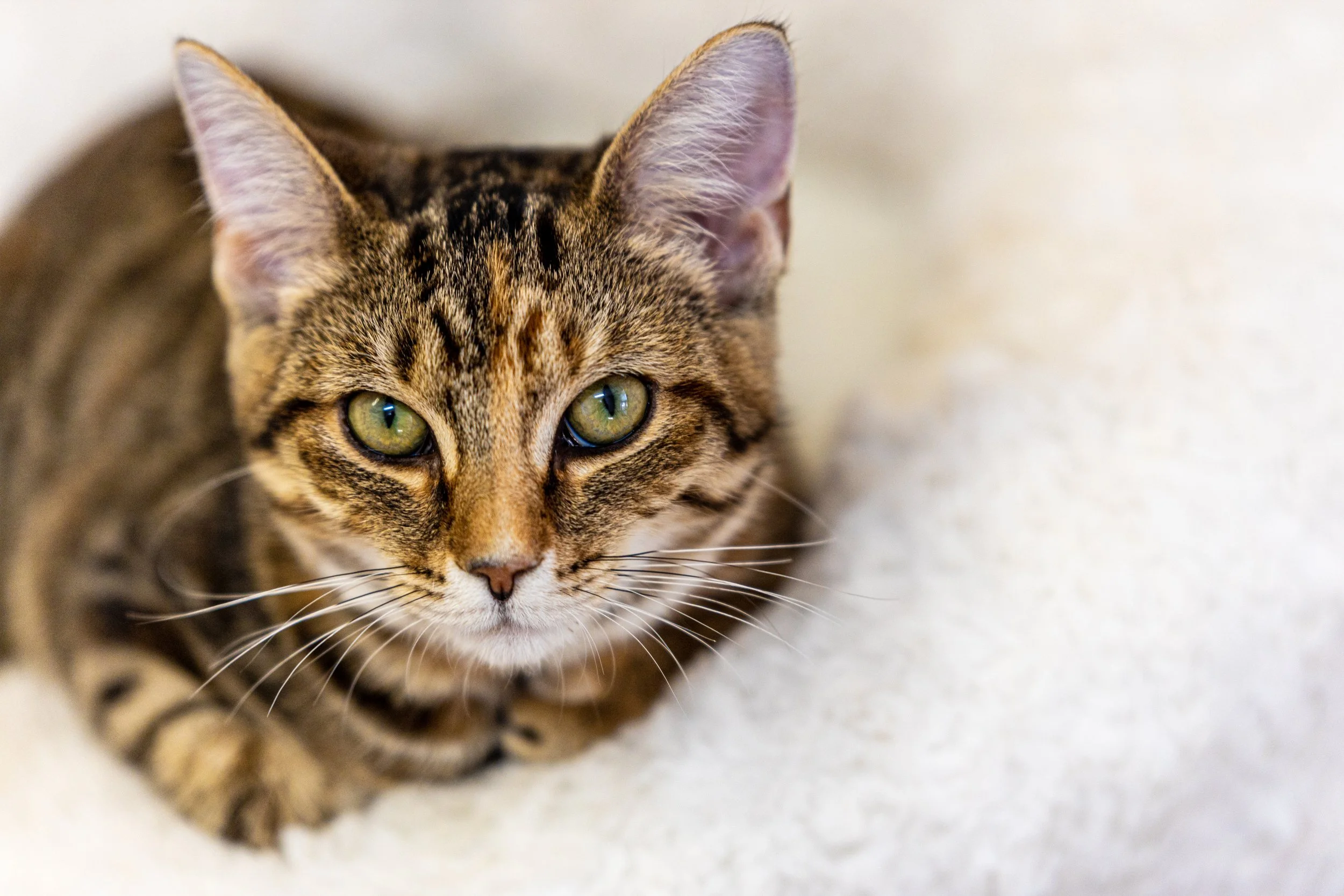 Fred Strobel Photography