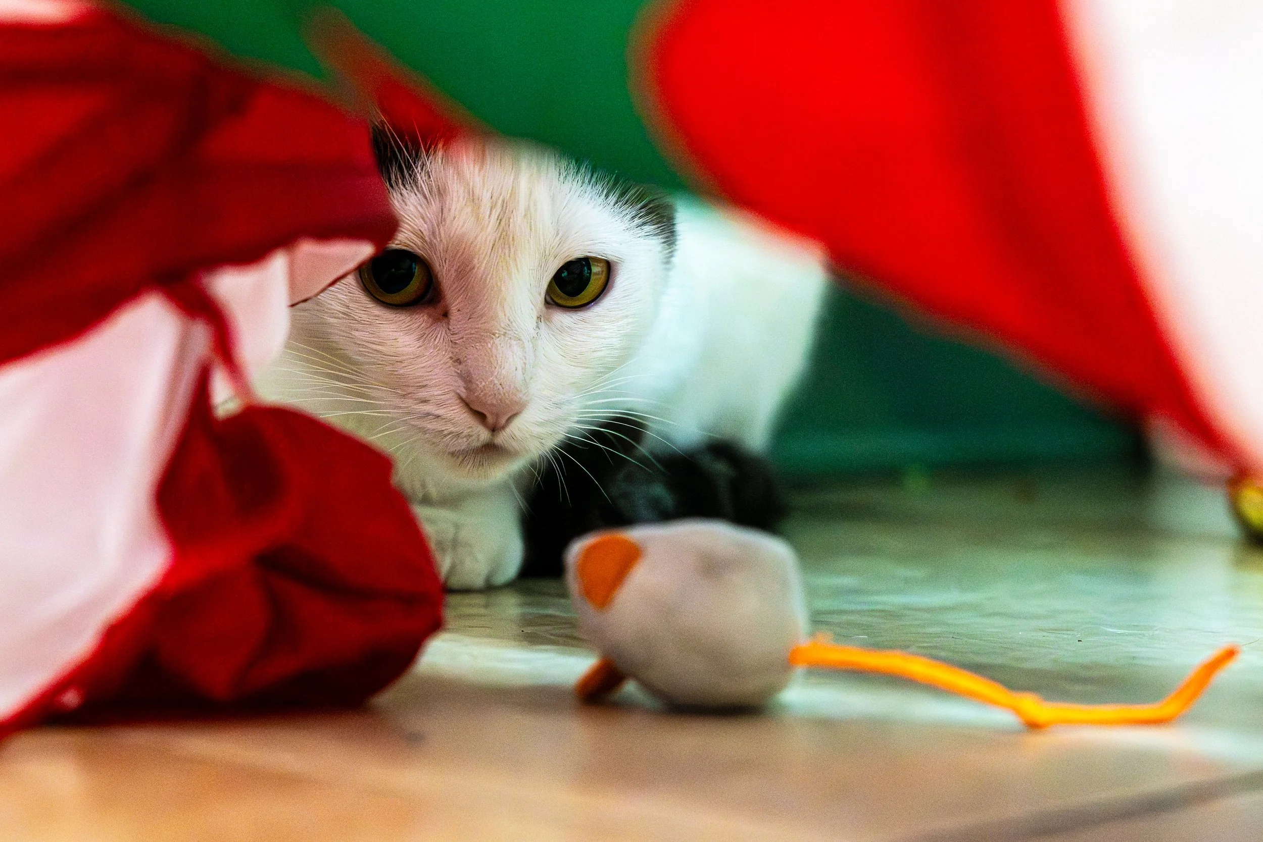 Fred Strobel Photography