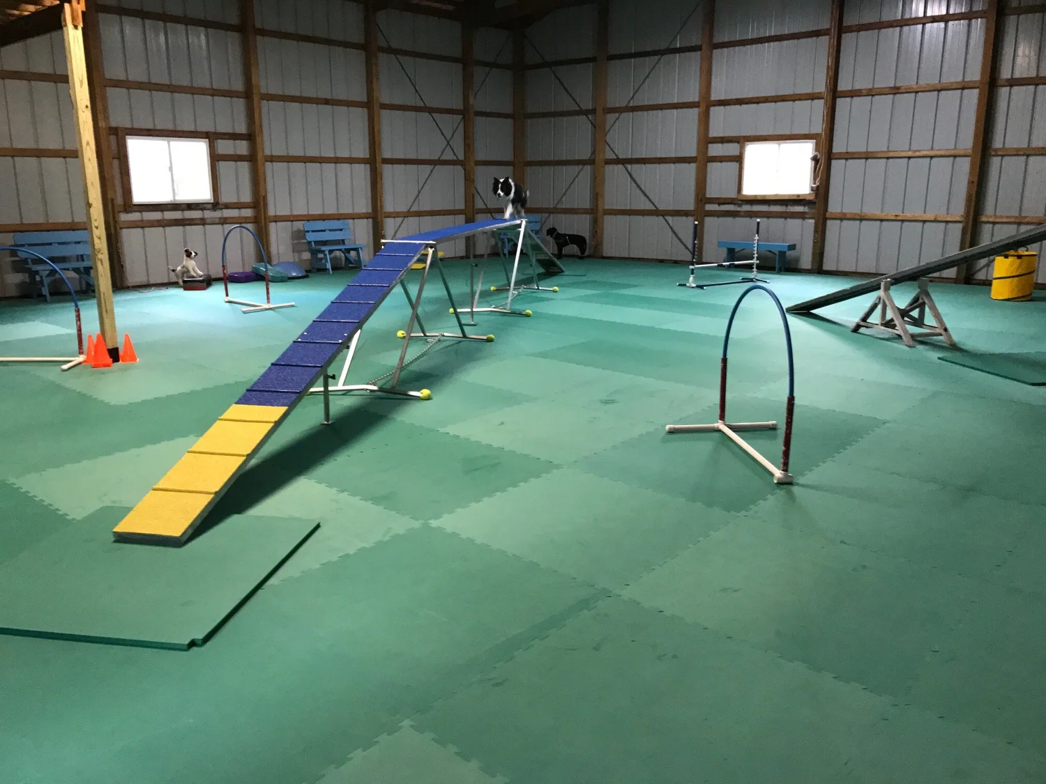 Dog Agility Training for Buffalo, Batavia, Rochester — Heather's Dog School