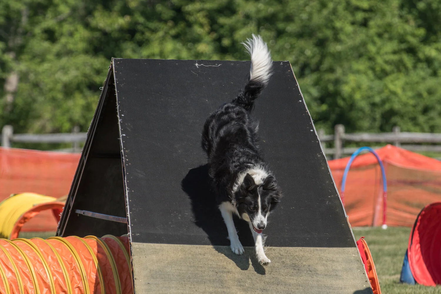 Dog Agility Training for Buffalo, Batavia, Rochester — Heather's Dog School