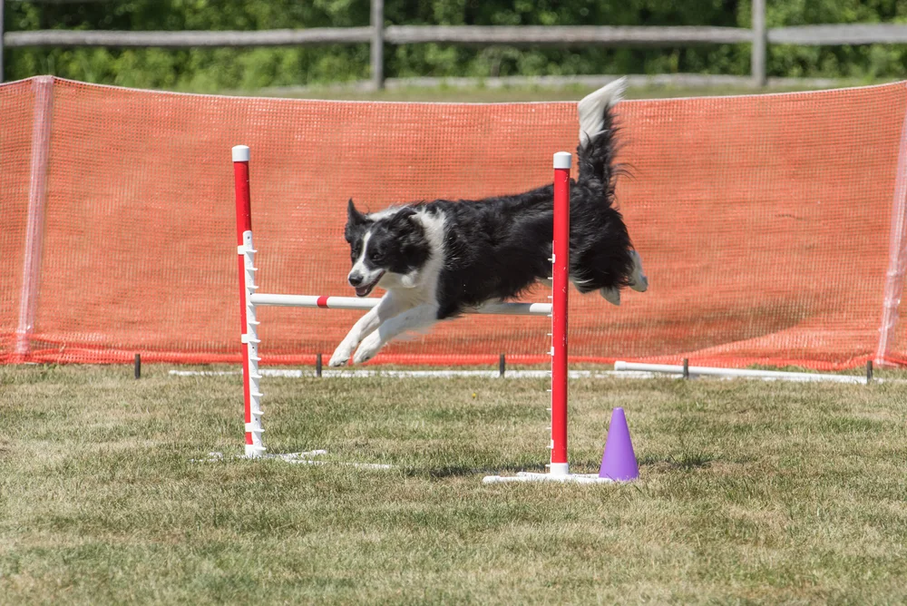 Dog Agility Training for Buffalo, Batavia, Rochester — Heather's Dog School