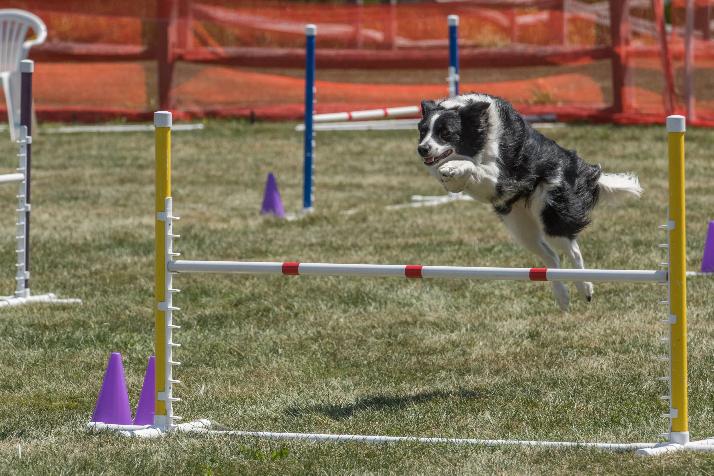 Dog & Puppy Training for Buffalo, Batavia, Rochester NY: Heather's Dog ...