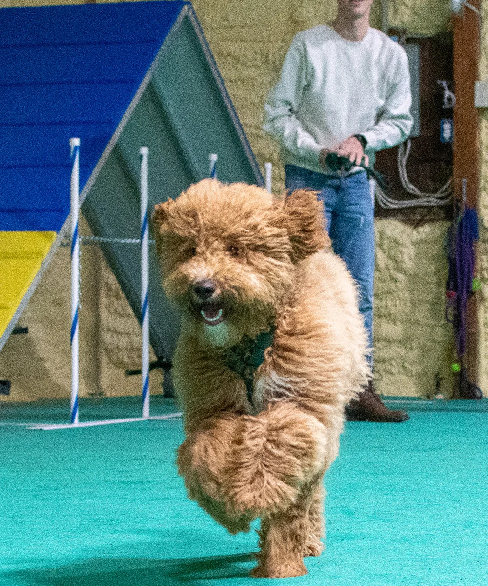 Dog & Puppy Training for Buffalo, Batavia, Rochester NY: Heather's Dog ...