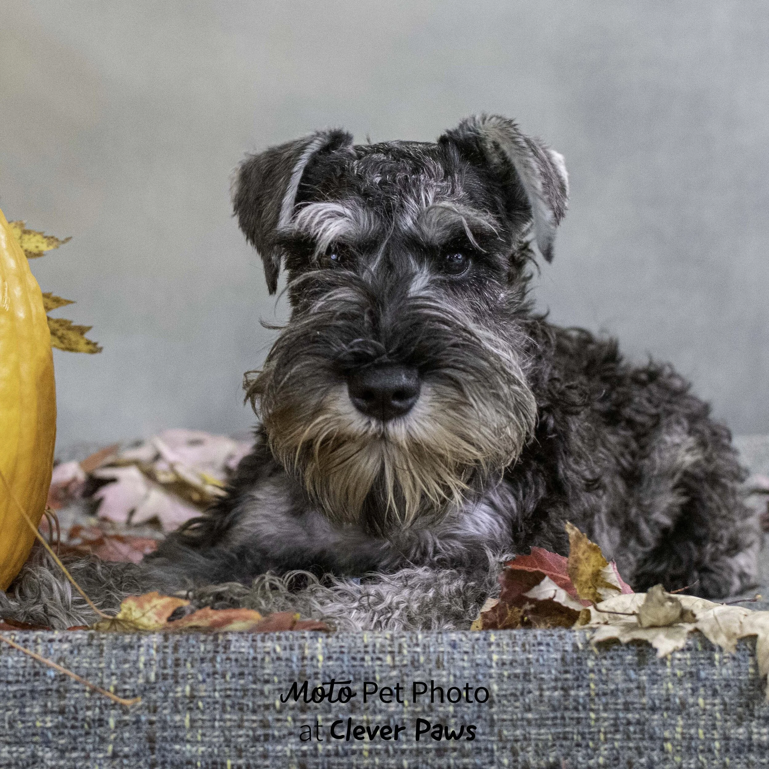 Dog & Puppy Training for Buffalo, Batavia, Rochester NY: Heather's Dog ...