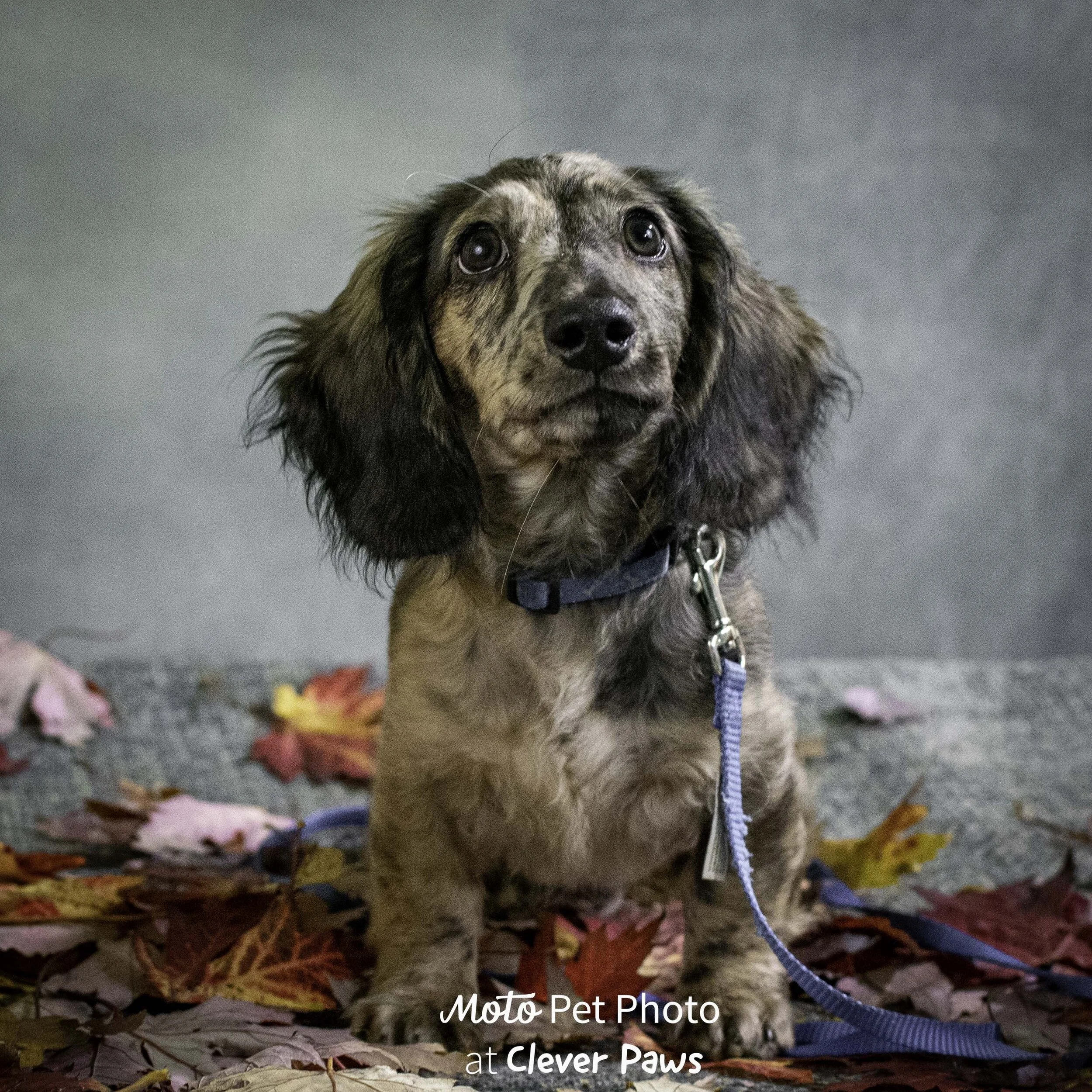Dog & Puppy Training for Buffalo, Batavia, Rochester NY: Heather's Dog ...