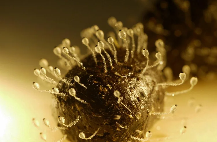 Pilobolus Crystallinus Microscope