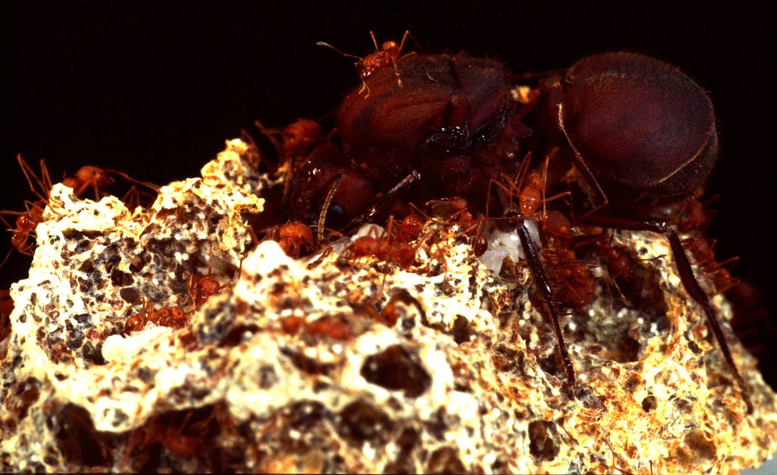Ant Queen Leaf Cutter