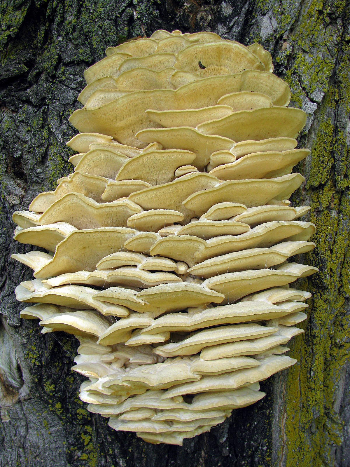 #FUNGIFRIDAY The Northern tooth fungus