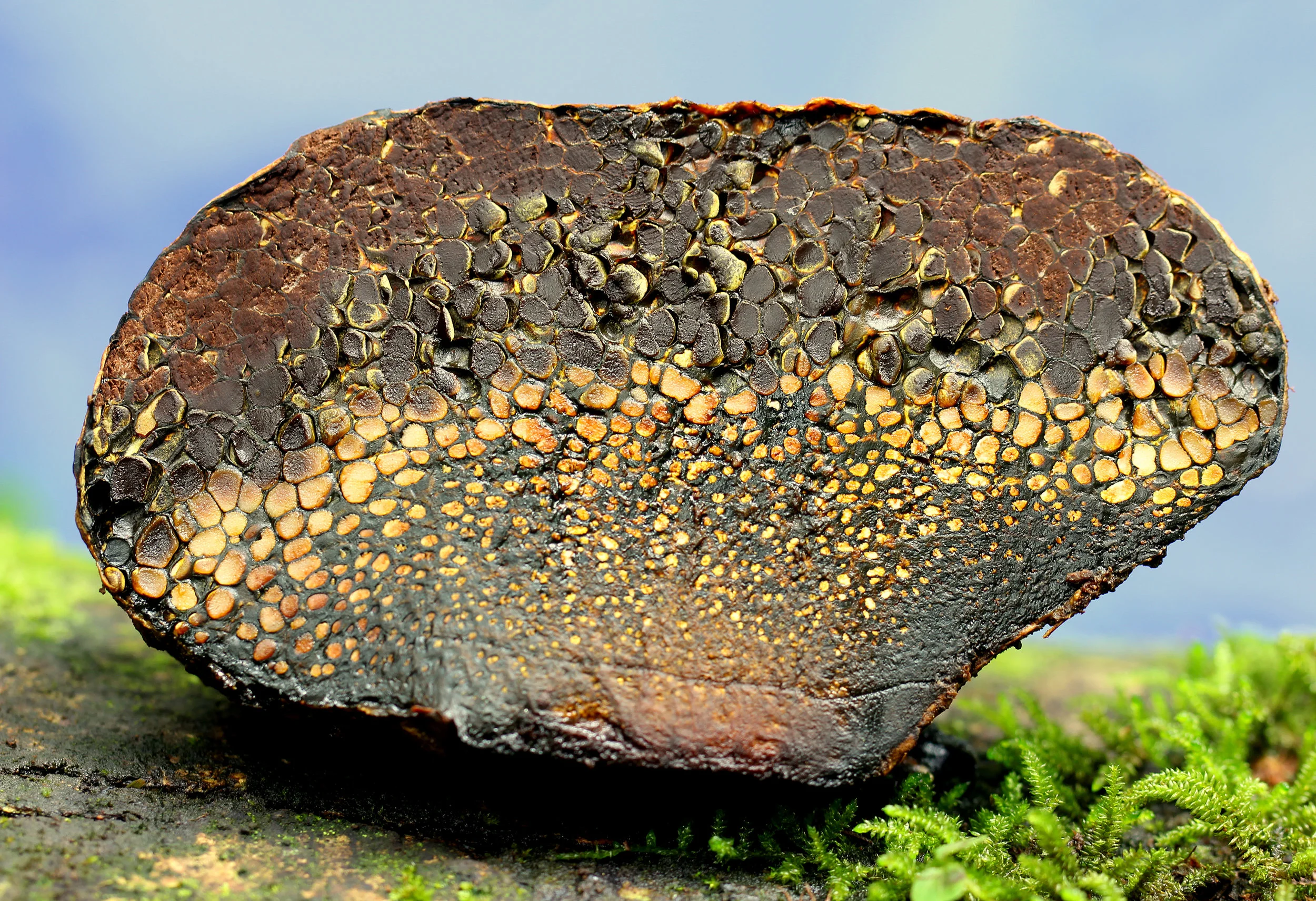 Fungi Friday-Pisolithus arhizus