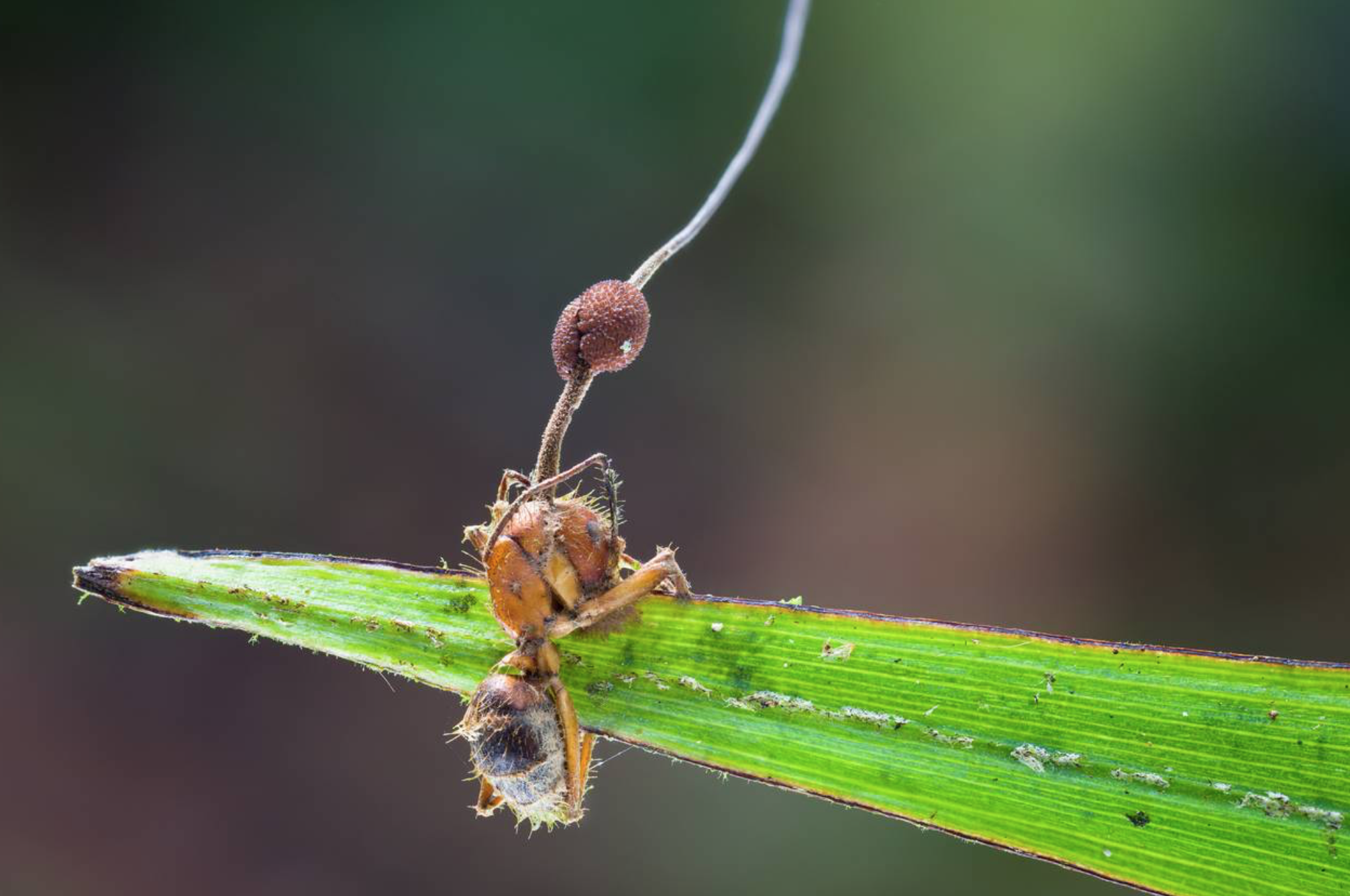 New fossil suggests ‘zombie ants’ were around 48 million years ago