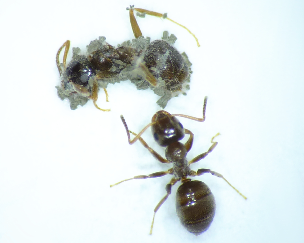 Chemical Defense By The Native Winter Ant – JCDAT