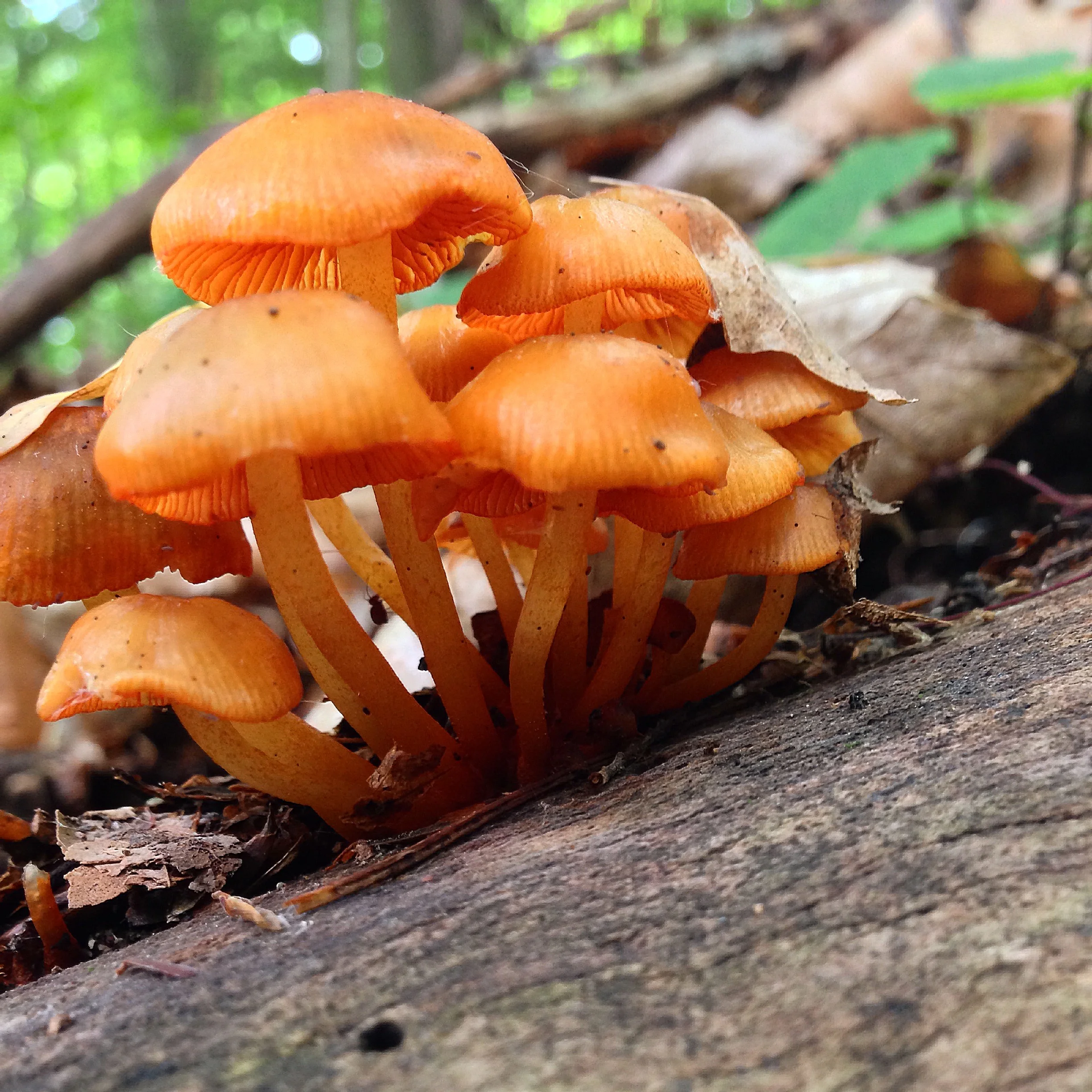 #FungiFriday Mycena interrupta