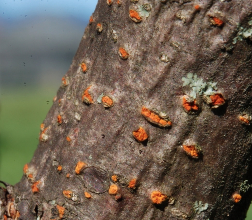 A fungus that changed American ecosystems forever, the Chestnut blight ...