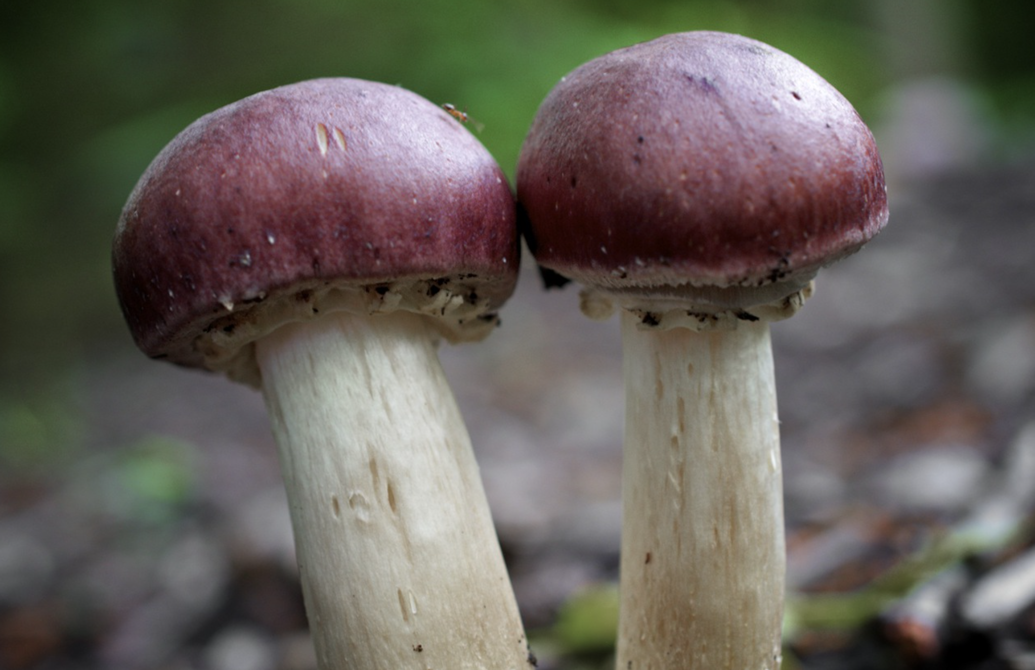 Fungi Friday; Stropharia rugosoannulata