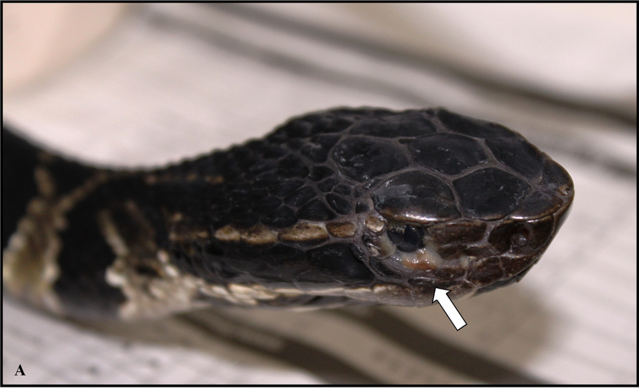 Fungi Friday; the snake fungal disease Ophidiomyces ophiodiicola