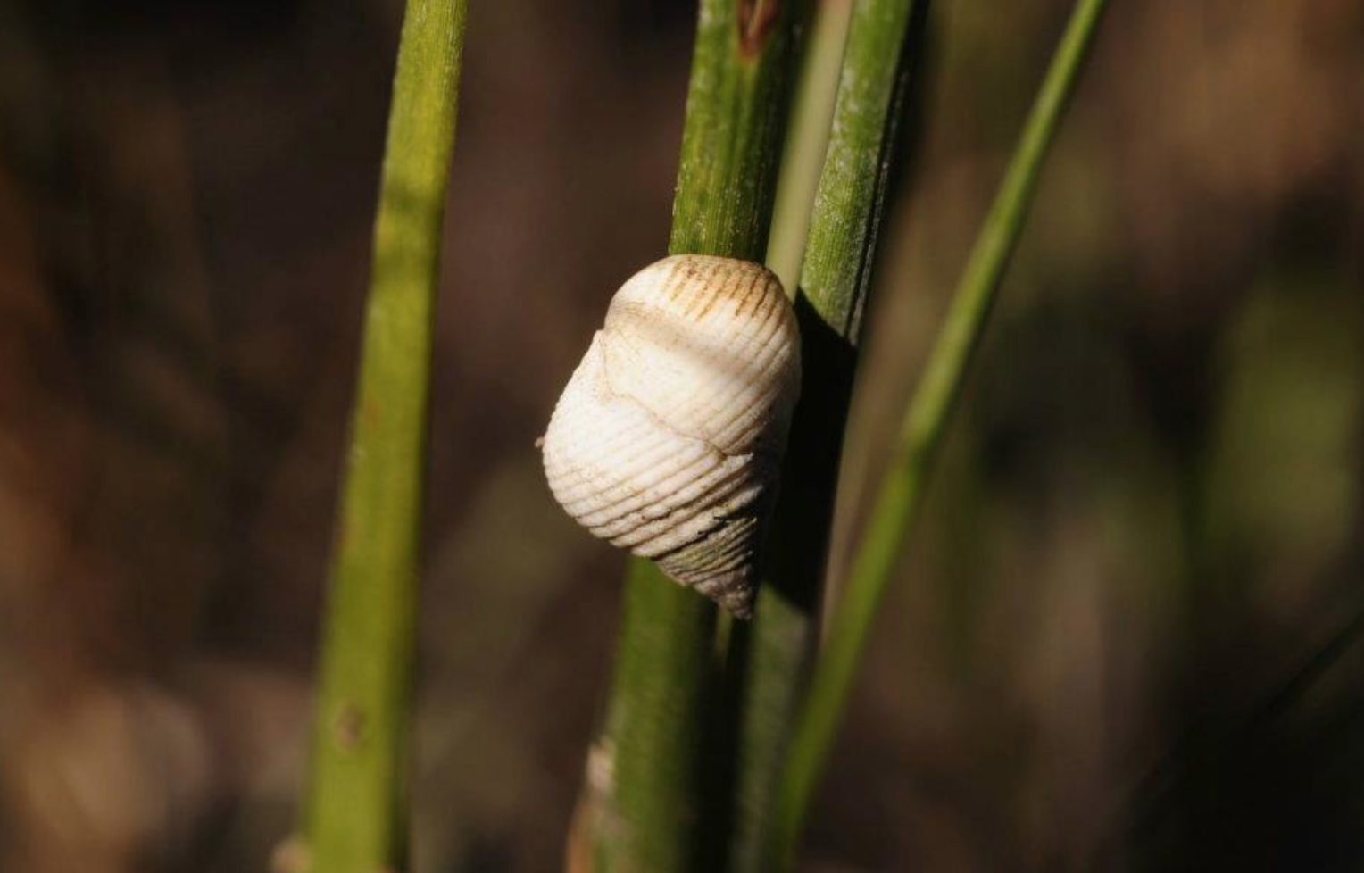 Close Up Snail Poop