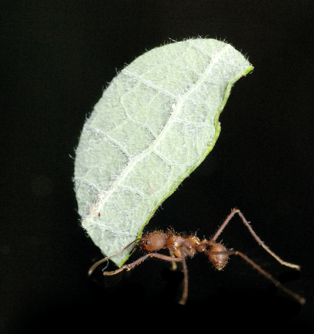 Leaf Cutter Ant Fungus