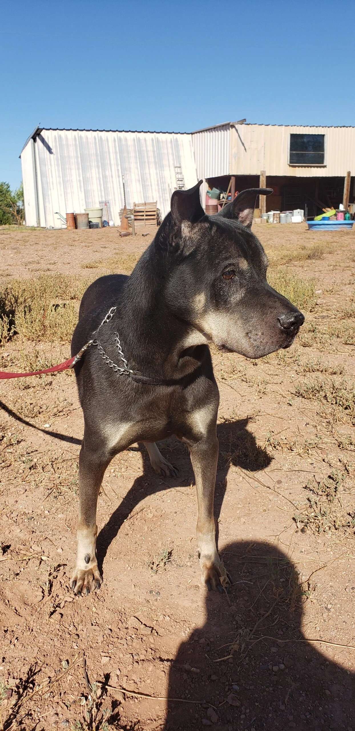 Bruiser's Story — Great Spirit Animal Sanctuary