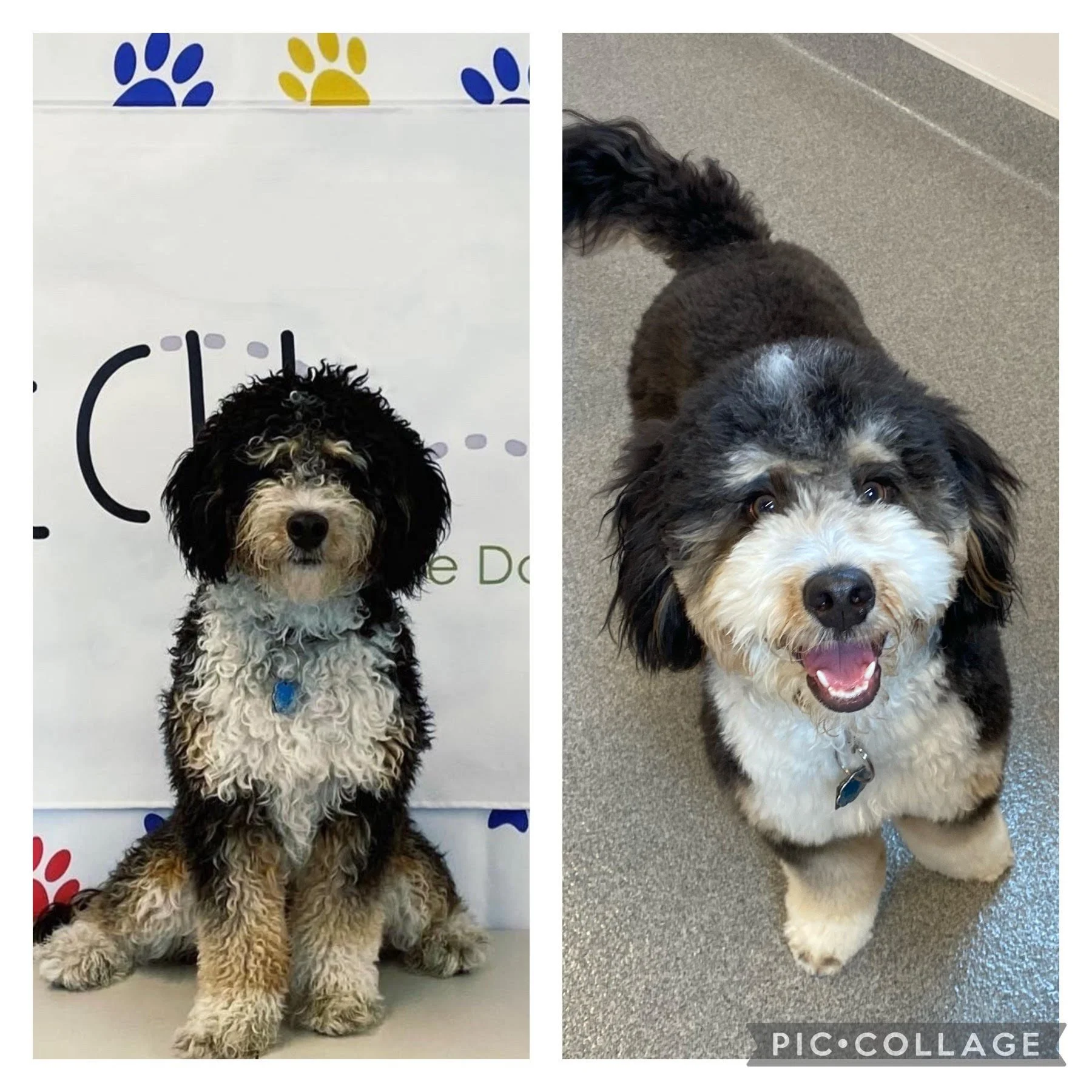 Grooming — The Dogfather